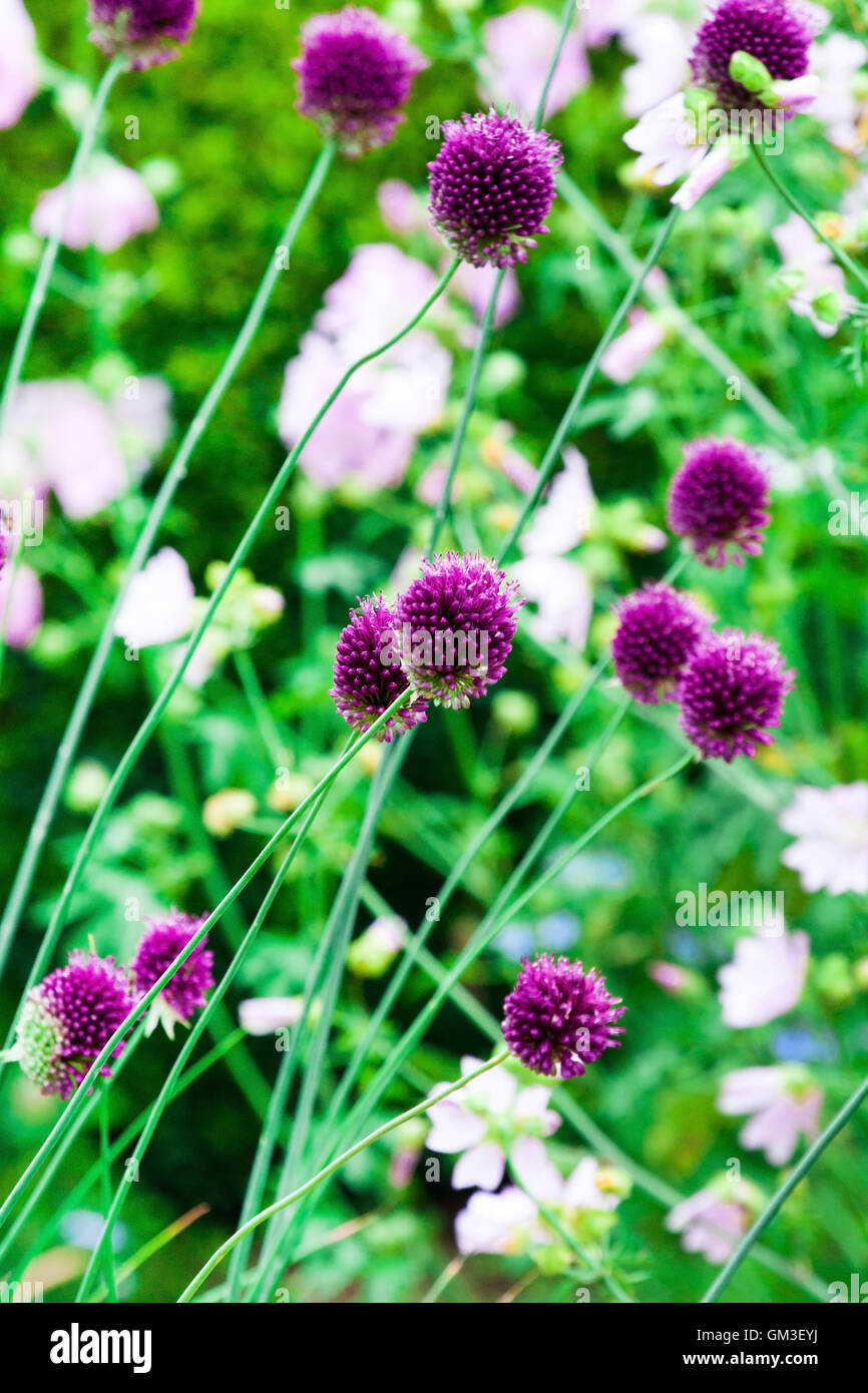 Chive flowers in a garden Stock Photo - Alamy