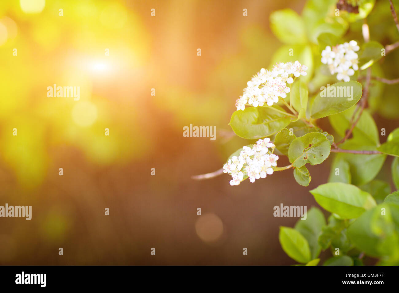 white flowers in spring Stock Photo - Alamy
