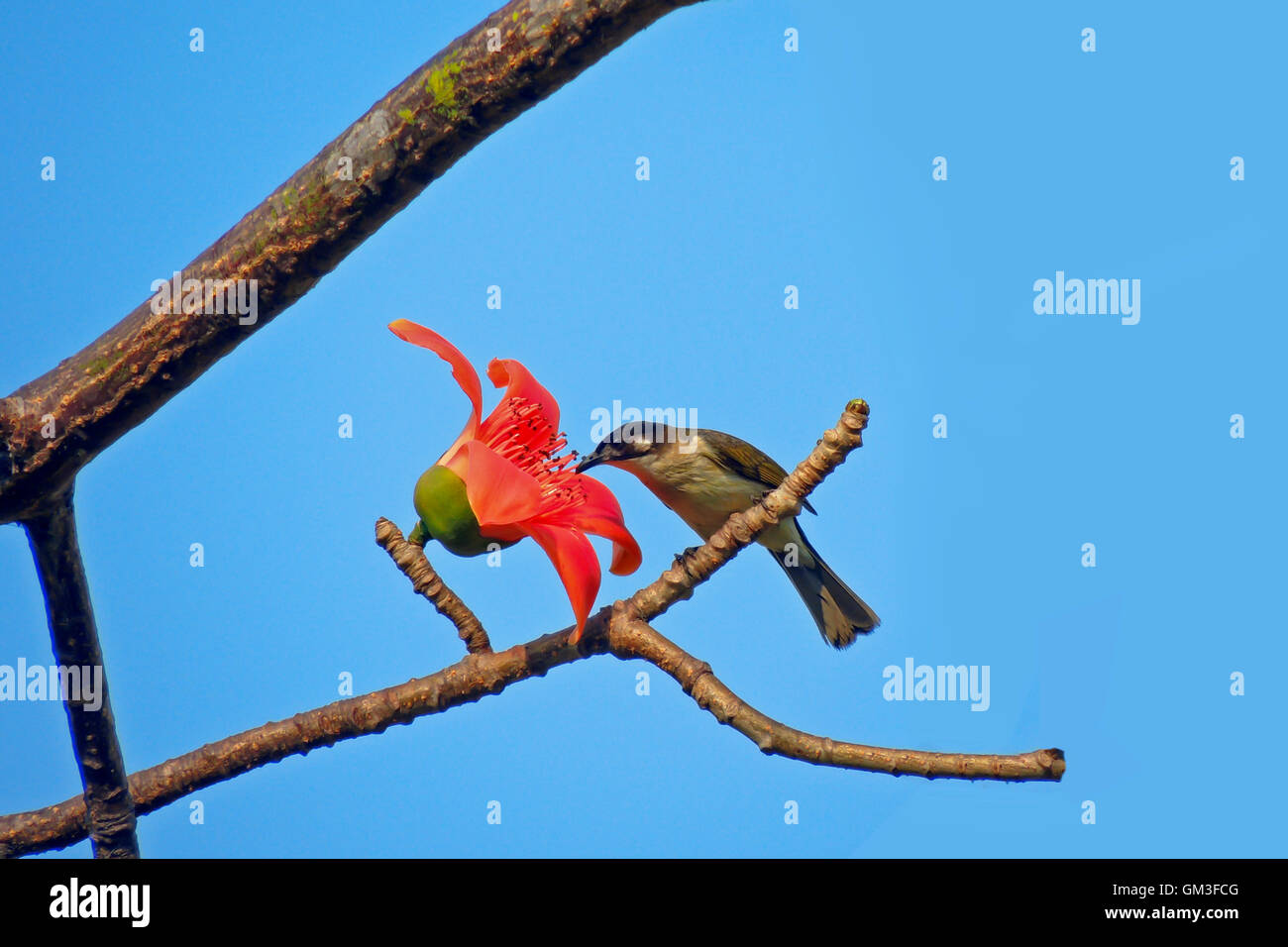 The Kapok and birds Stock Photo - Alamy