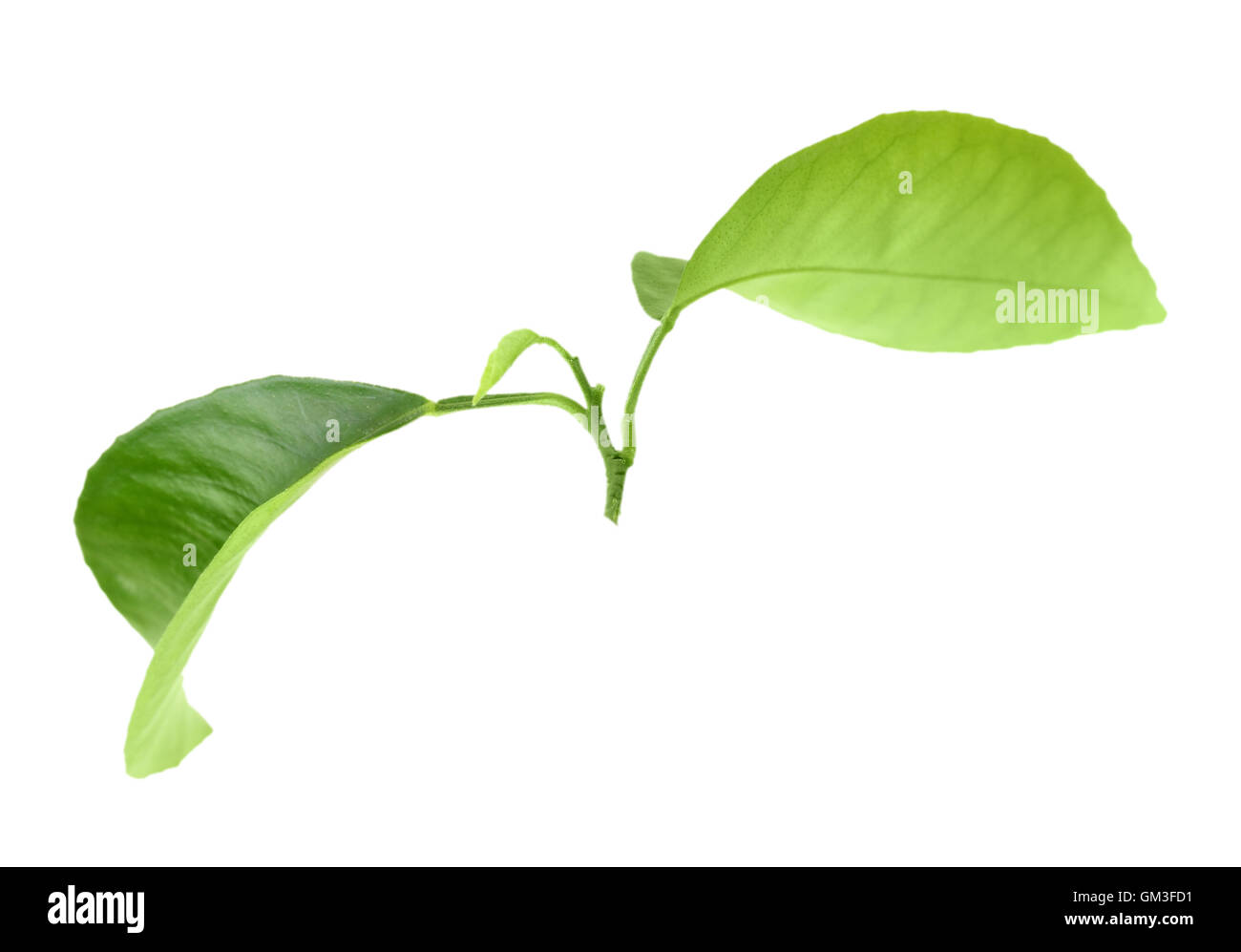 Green leaf of citrus-tree Stock Photo - Alamy