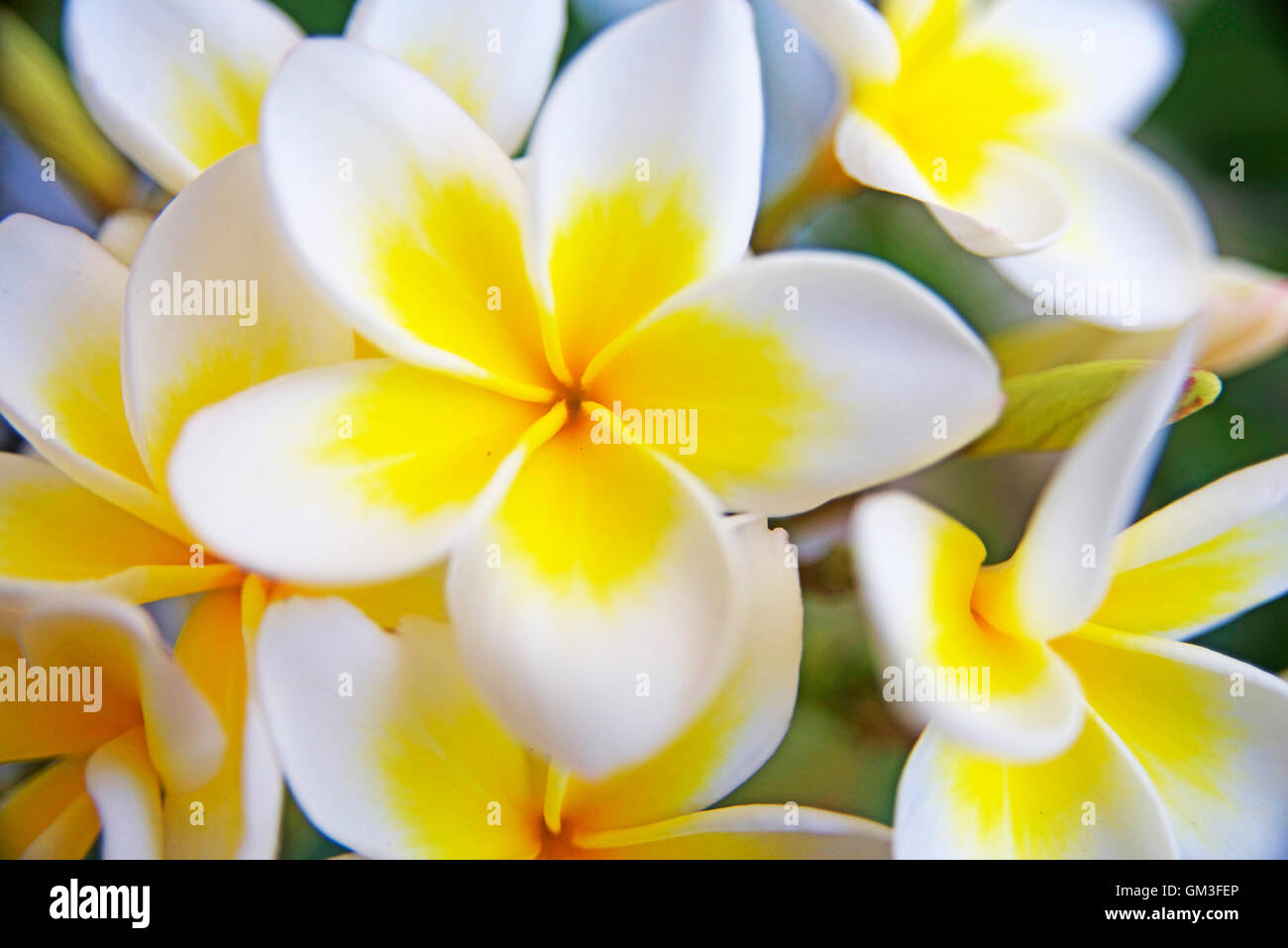 Frangipani australia hi-res stock photography and images - Alamy