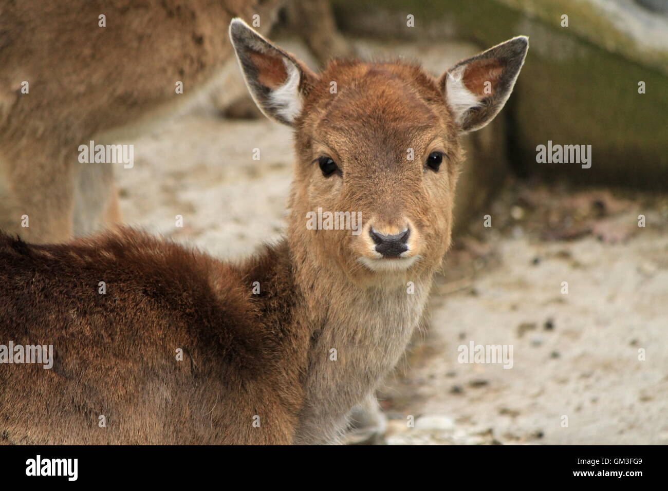 Doe portrait closeup hi-res stock photography and images - Alamy