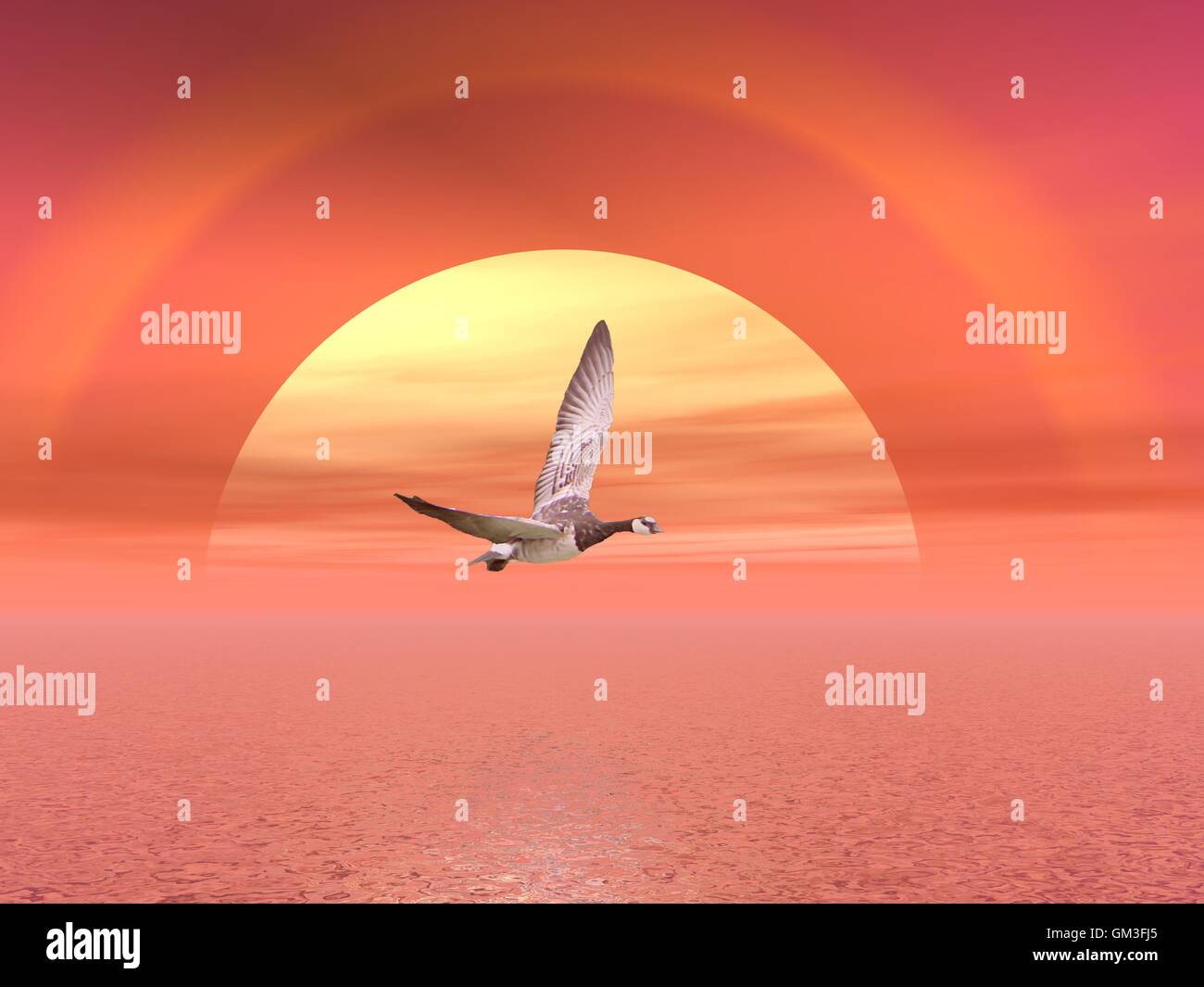 Goose flight by sunset Stock Photo - Alamy