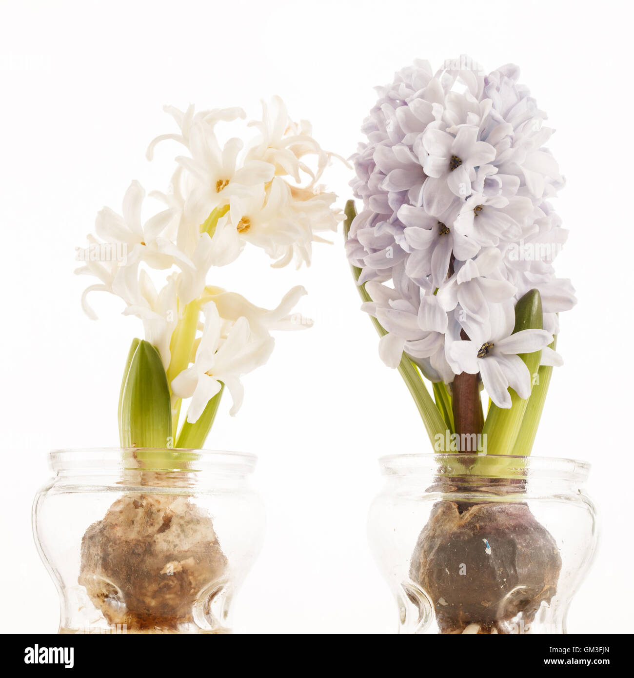 Flora hyacinth Cut Out Stock Images & Pictures - Alamy