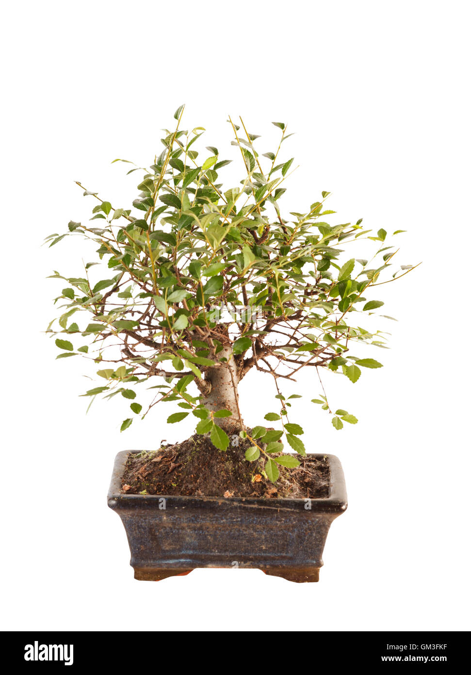 Oriental bonsai art japanese Cut Out Stock Images & Pictures - Alamy