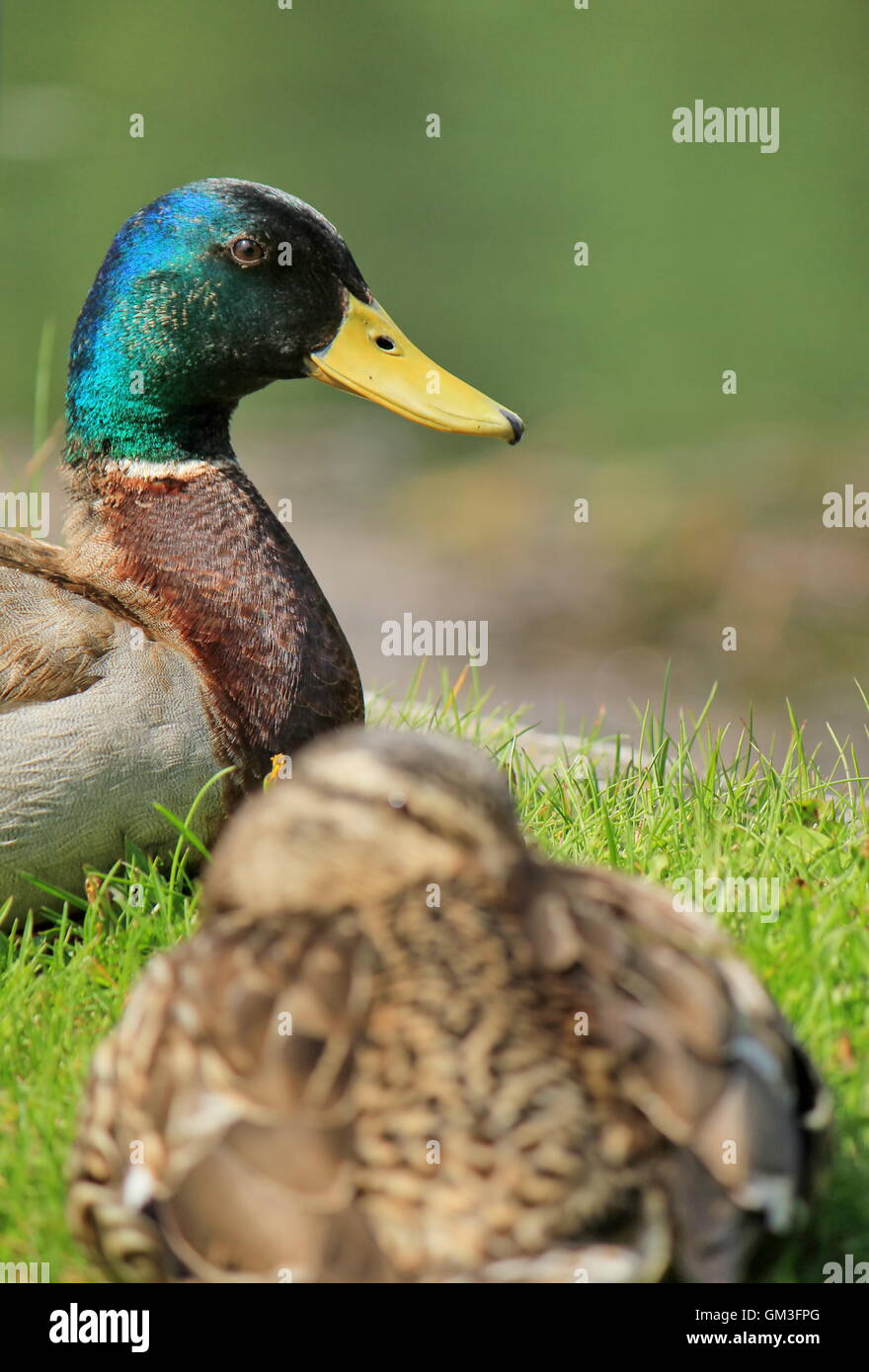 Portrait mallard duck pair hi-res stock photography and images - Alamy