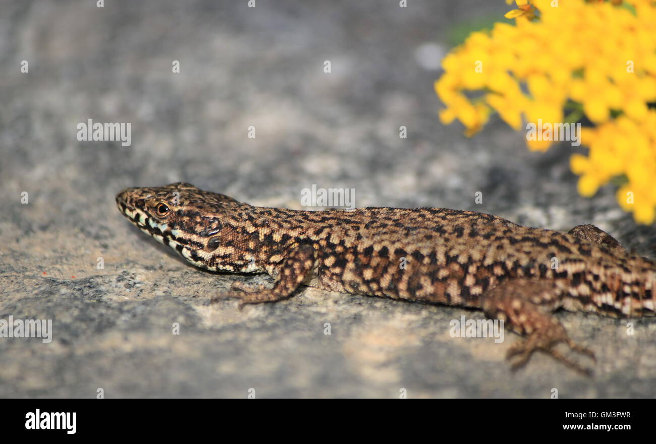 Common lizard leg hi-res stock photography and images - Alamy