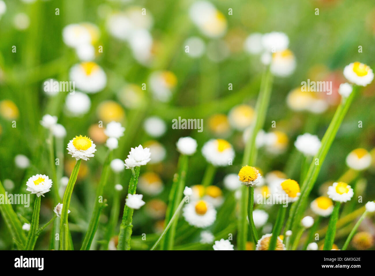field of daisy Stock Photo - Alamy