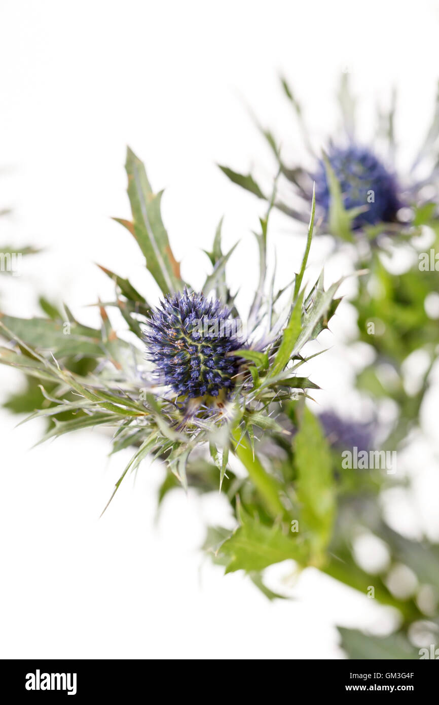 exotic sharp flowers Stock Photo - Alamy