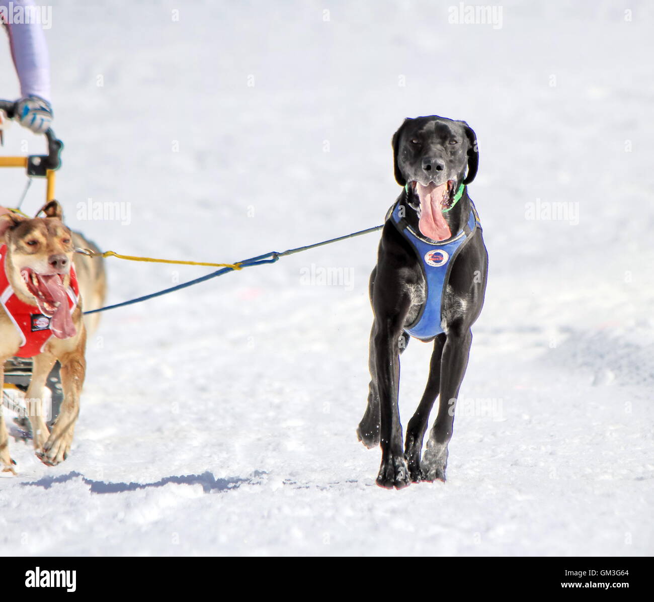 A eurohound sled dog at work Stock Photo - Alamy