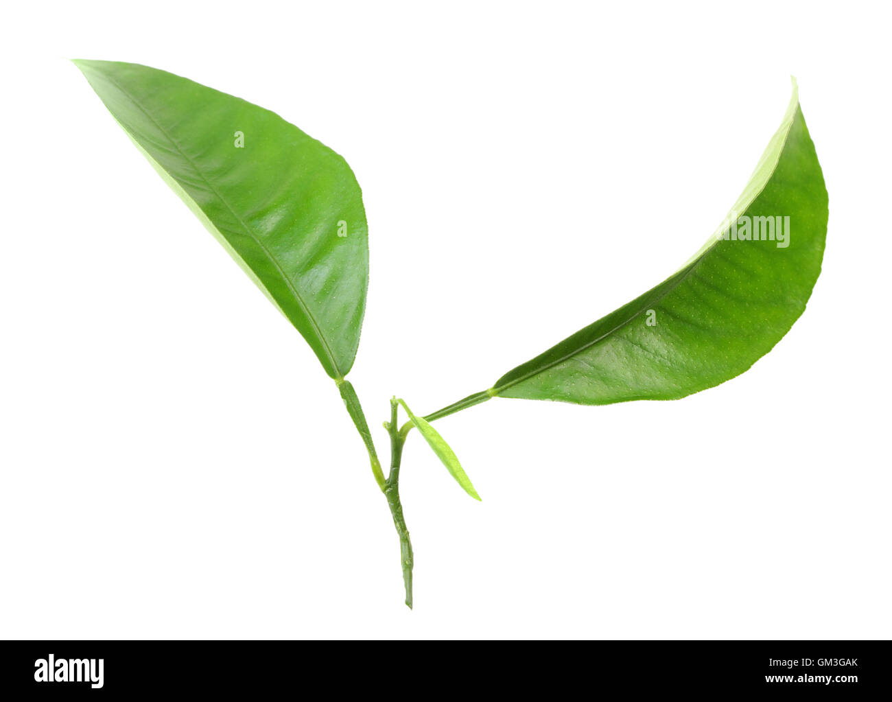 Two green leaf Stock Photo - Alamy