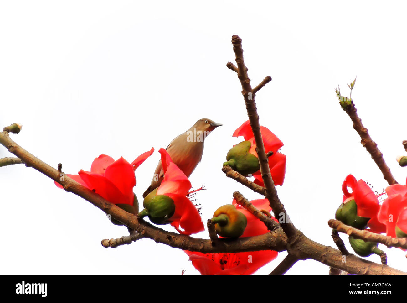 The Kapok and birds Stock Photo - Alamy