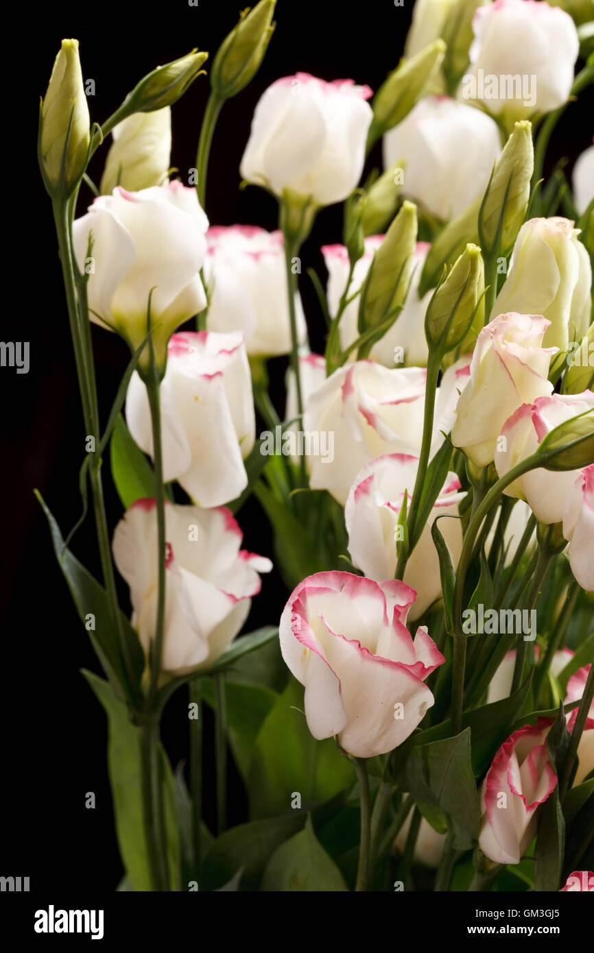 Shot nice white flowers hi-res stock photography and images - Alamy