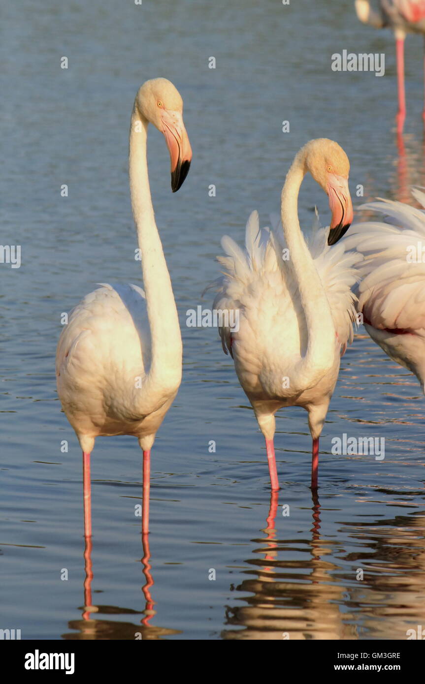 Strong beak and curved hi-res stock photography and images - Alamy