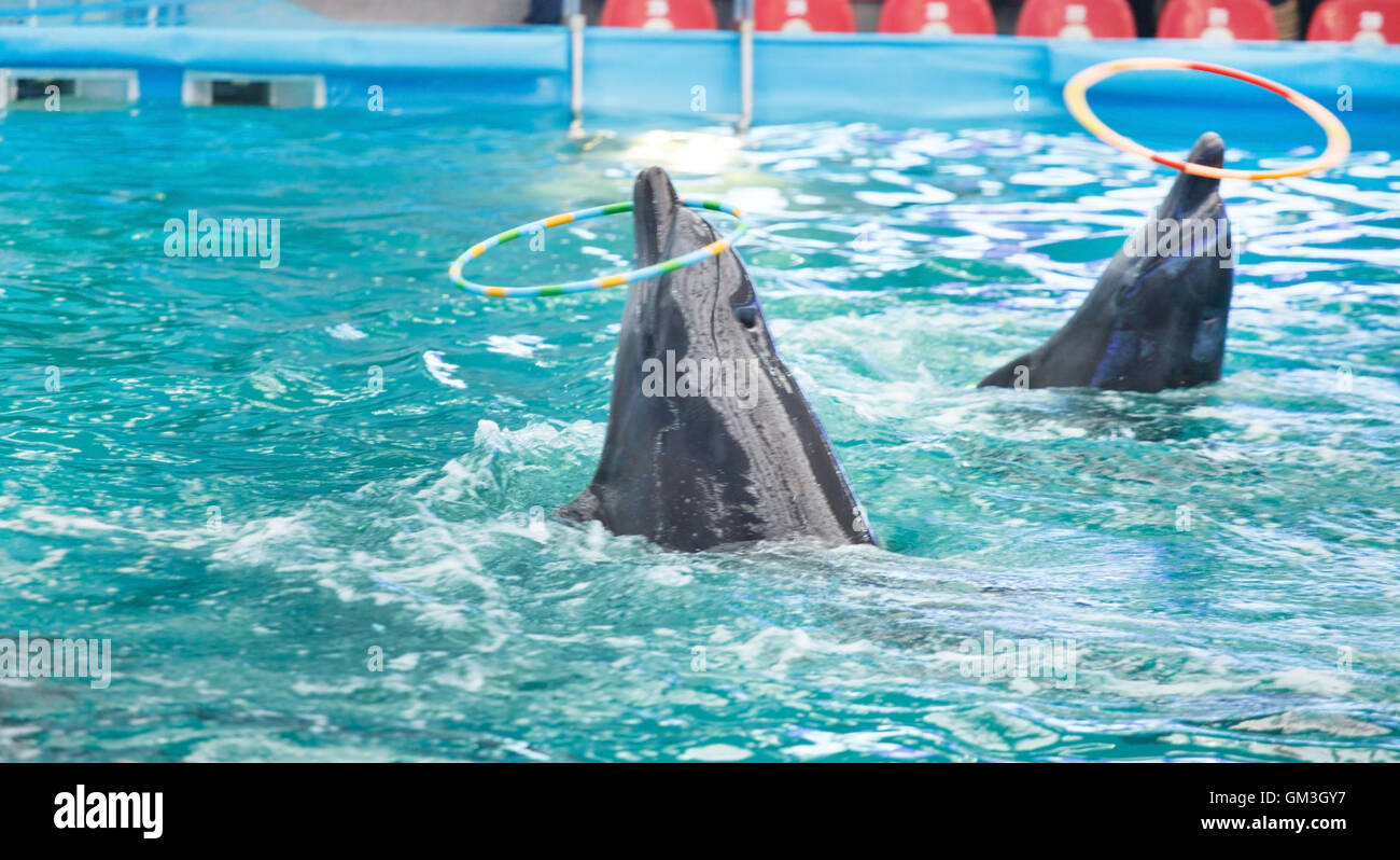 dolphin in the dolphinarium pool Stock Photo - Alamy