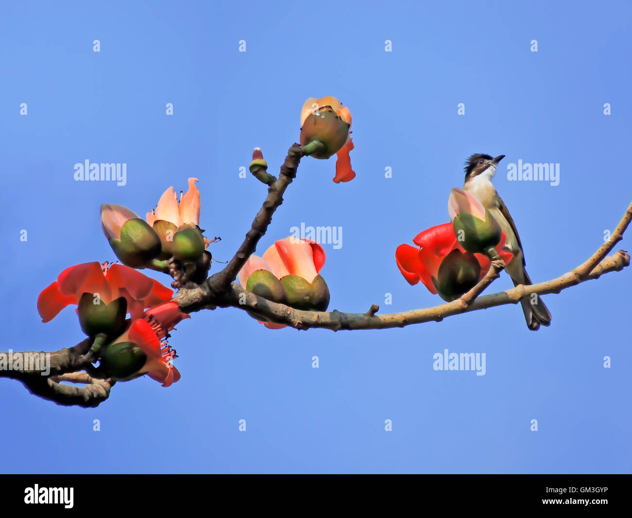 The Kapok and birds Stock Photo - Alamy