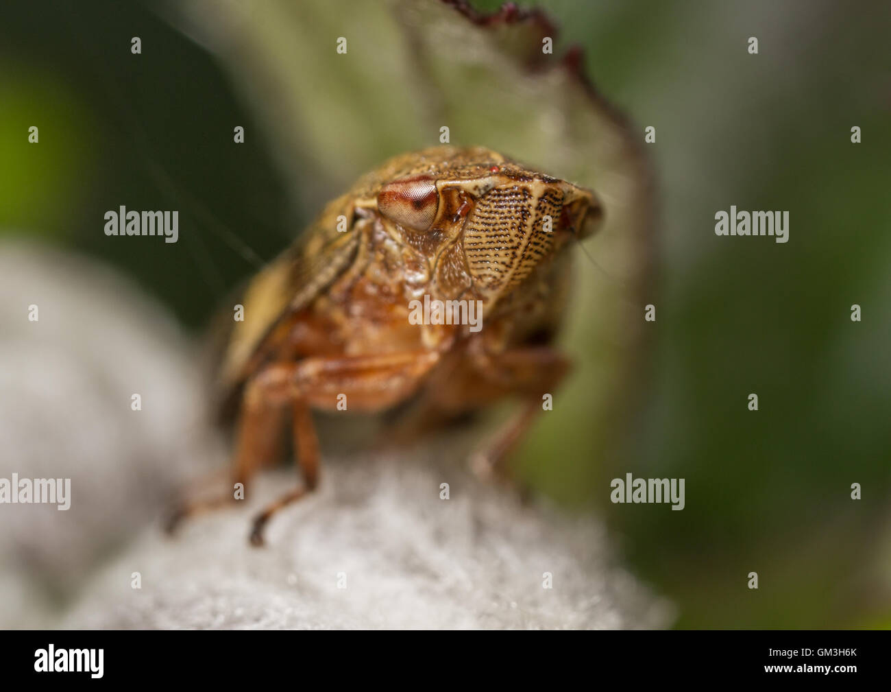 Insect spit foam hi-res stock photography and images - Alamy