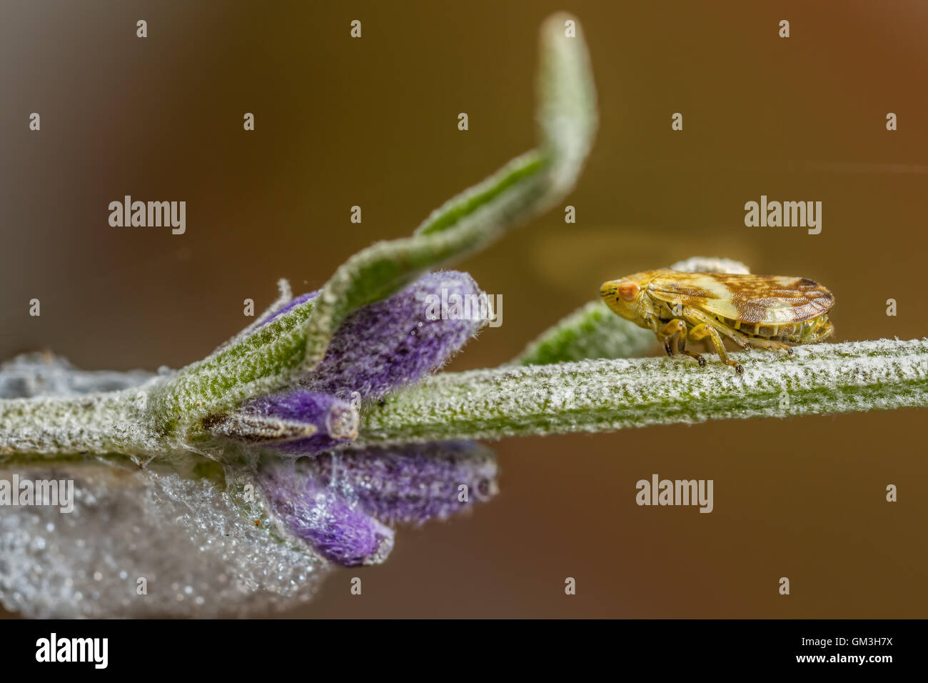 Alder Spittlebug (Aphrophora alni). The nymphs of this species produce ...