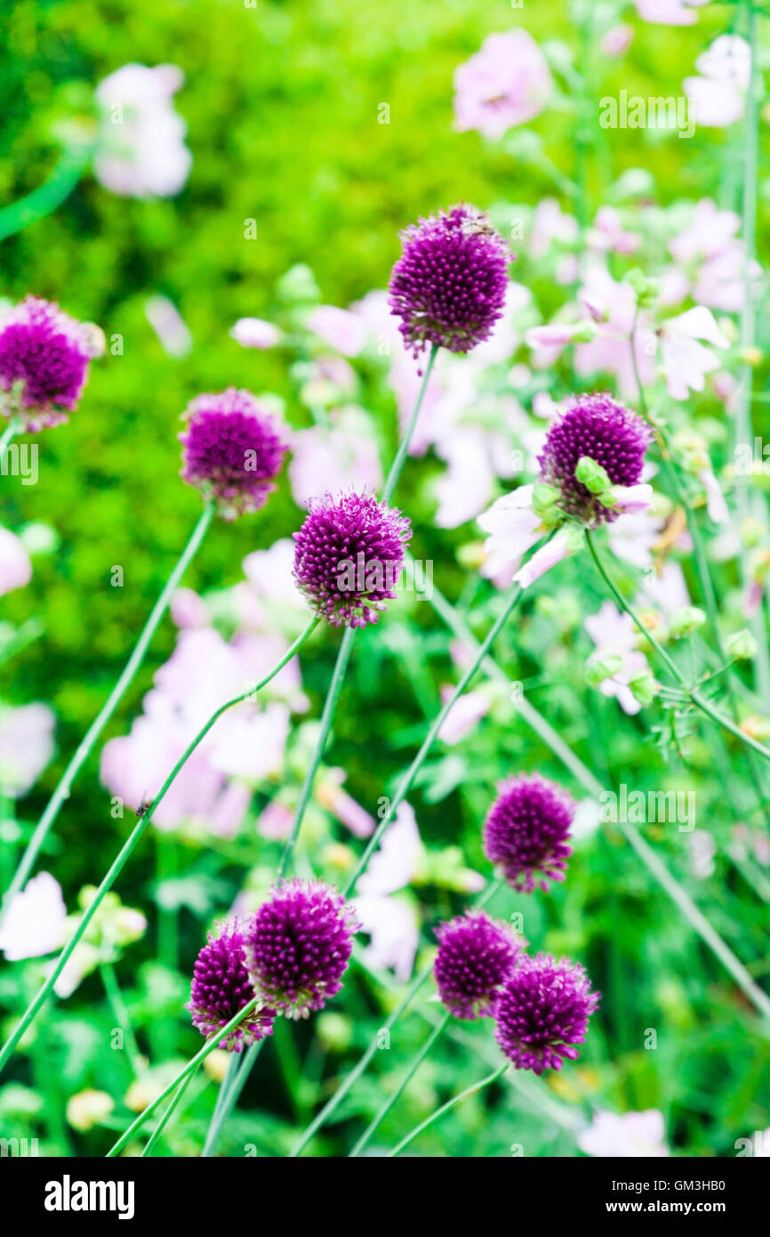 Purple puff flower hi-res stock photography and images - Alamy