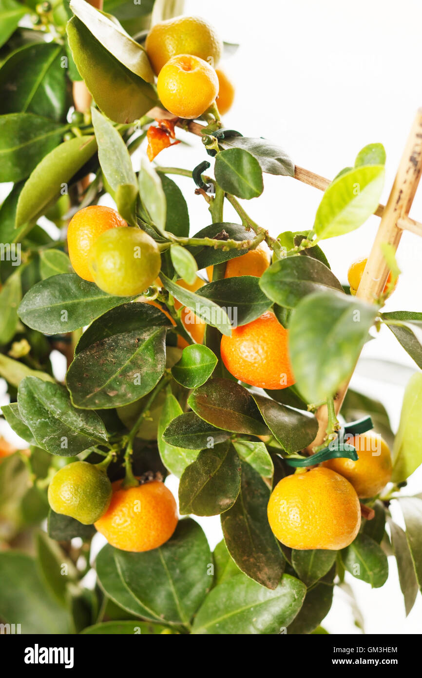 mandarins on the branch Stock Photo - Alamy