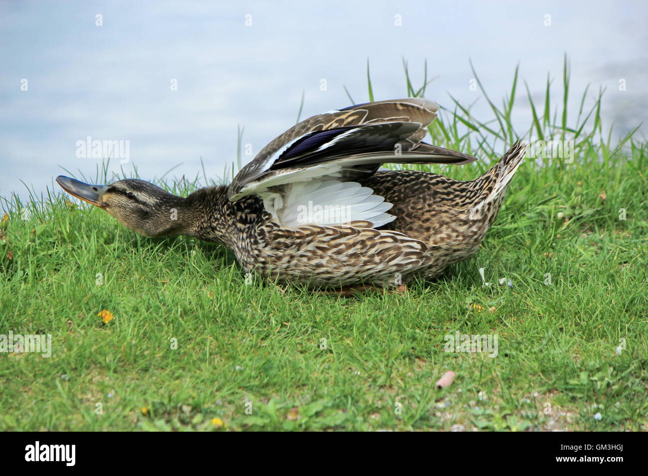 Duck mallard female shaking Stock Photo - Alamy