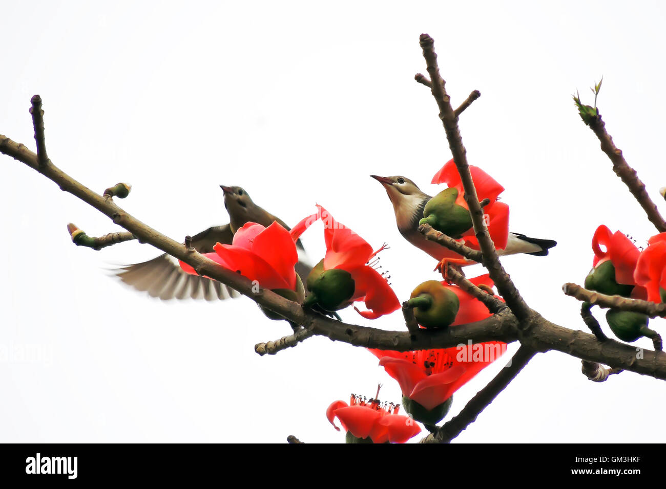 The Kapok and birds Stock Photo - Alamy