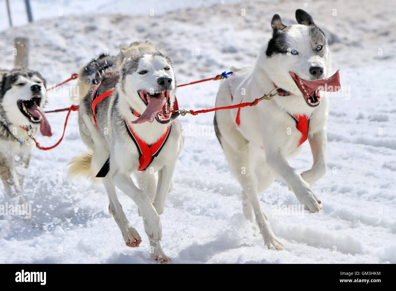 A husky sled dog team at work Stock Photo - Alamy