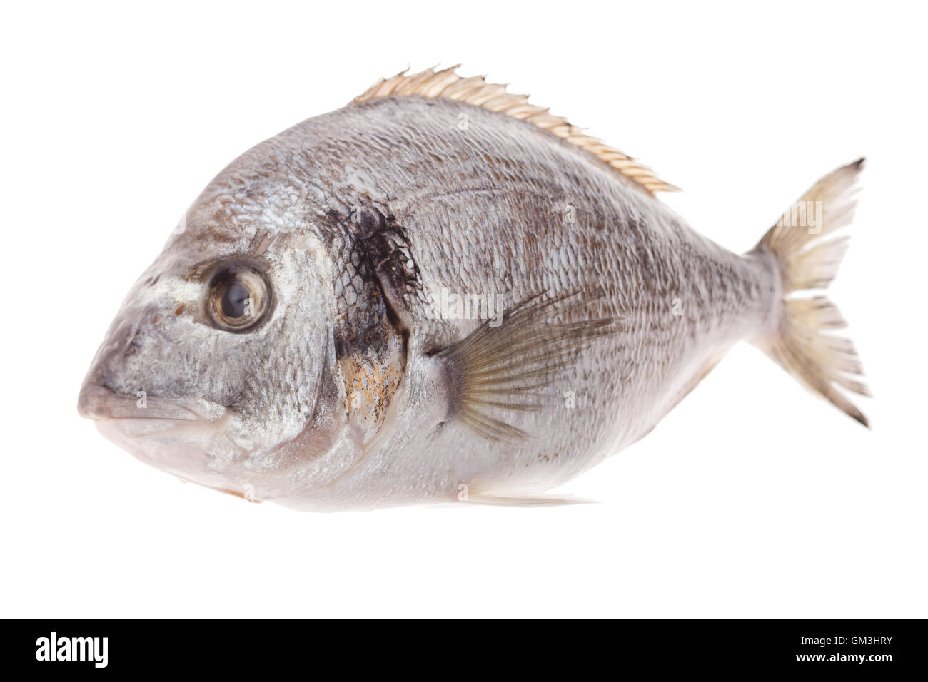 Dorado fish isolated on white background Stock Photo - Alamy