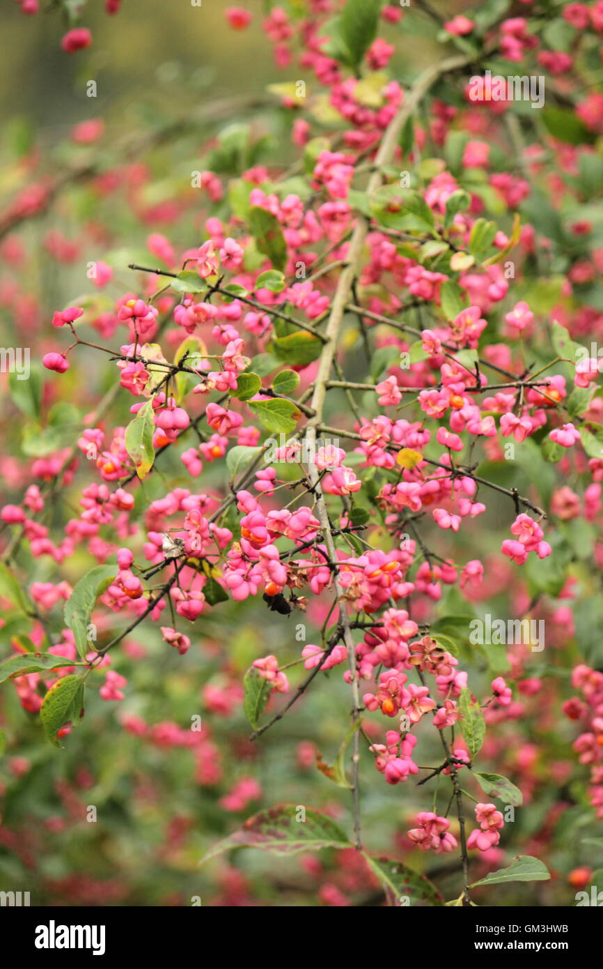 Spindle tree (euonymus europaeus Stock Photo - Alamy