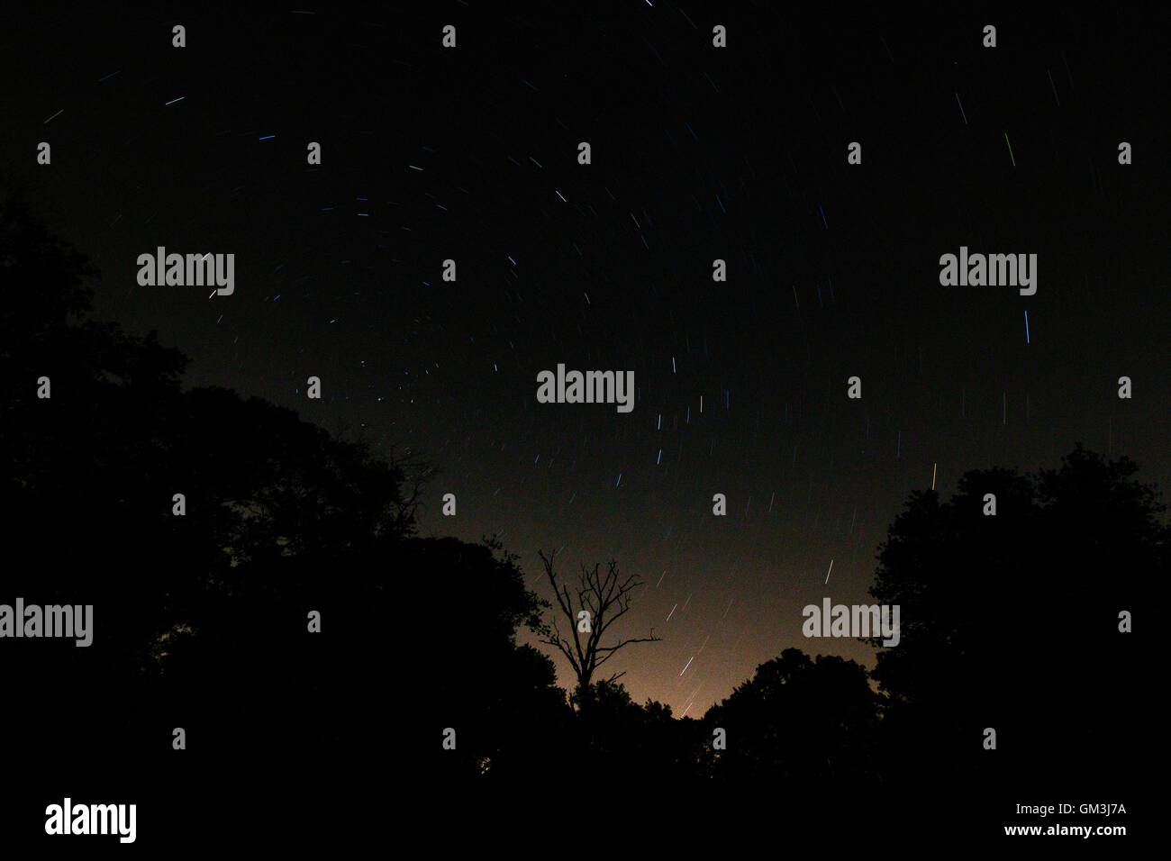 Star trails behind a tree line Stock Photo - Alamy