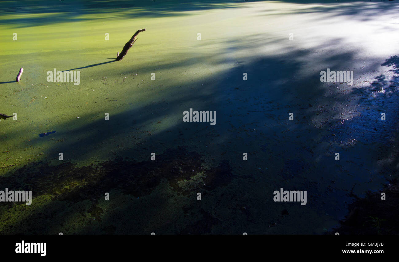 Dead stick poking out from pond Stock Photo - Alamy