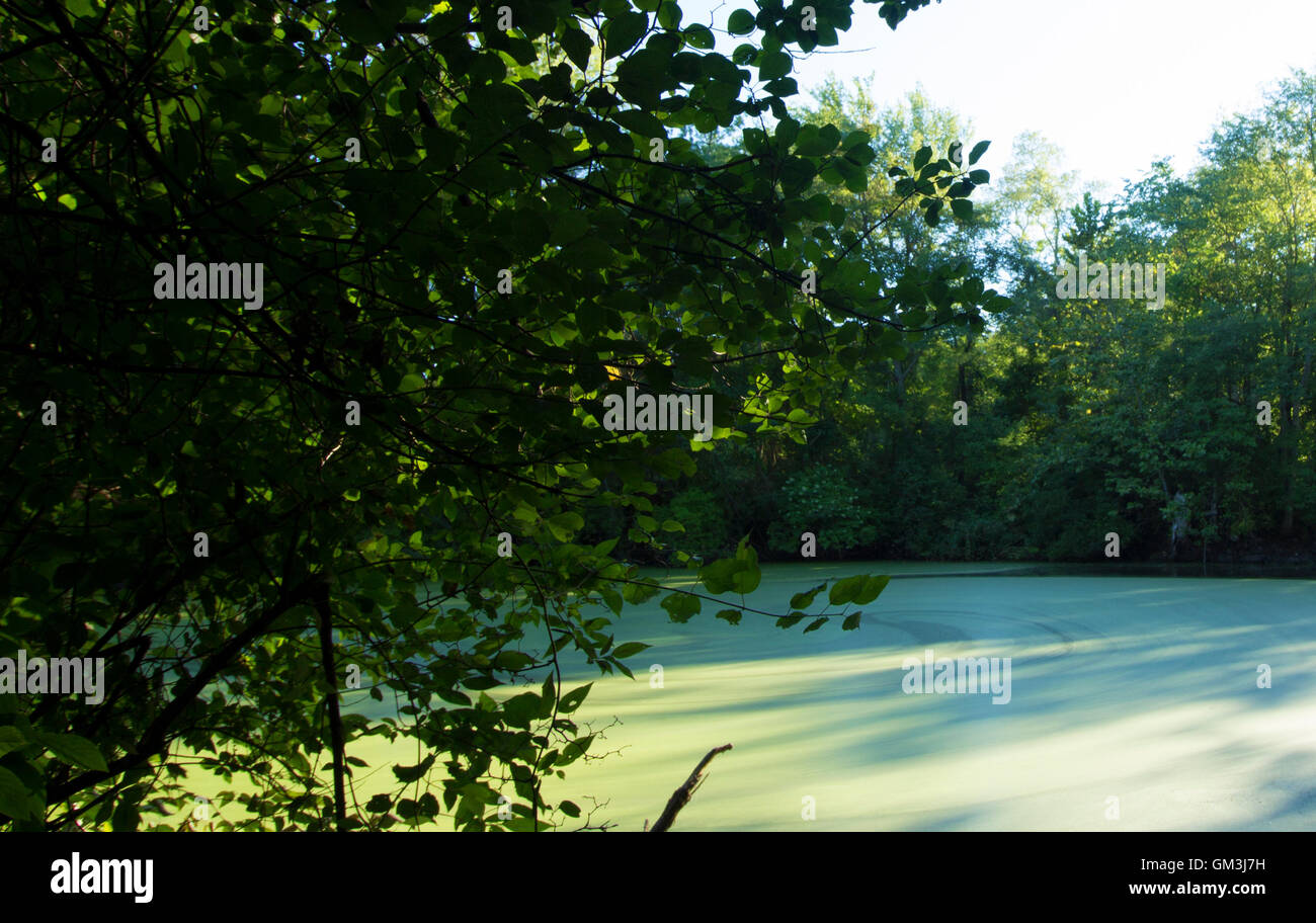 Algae coated pond Stock Photo - Alamy