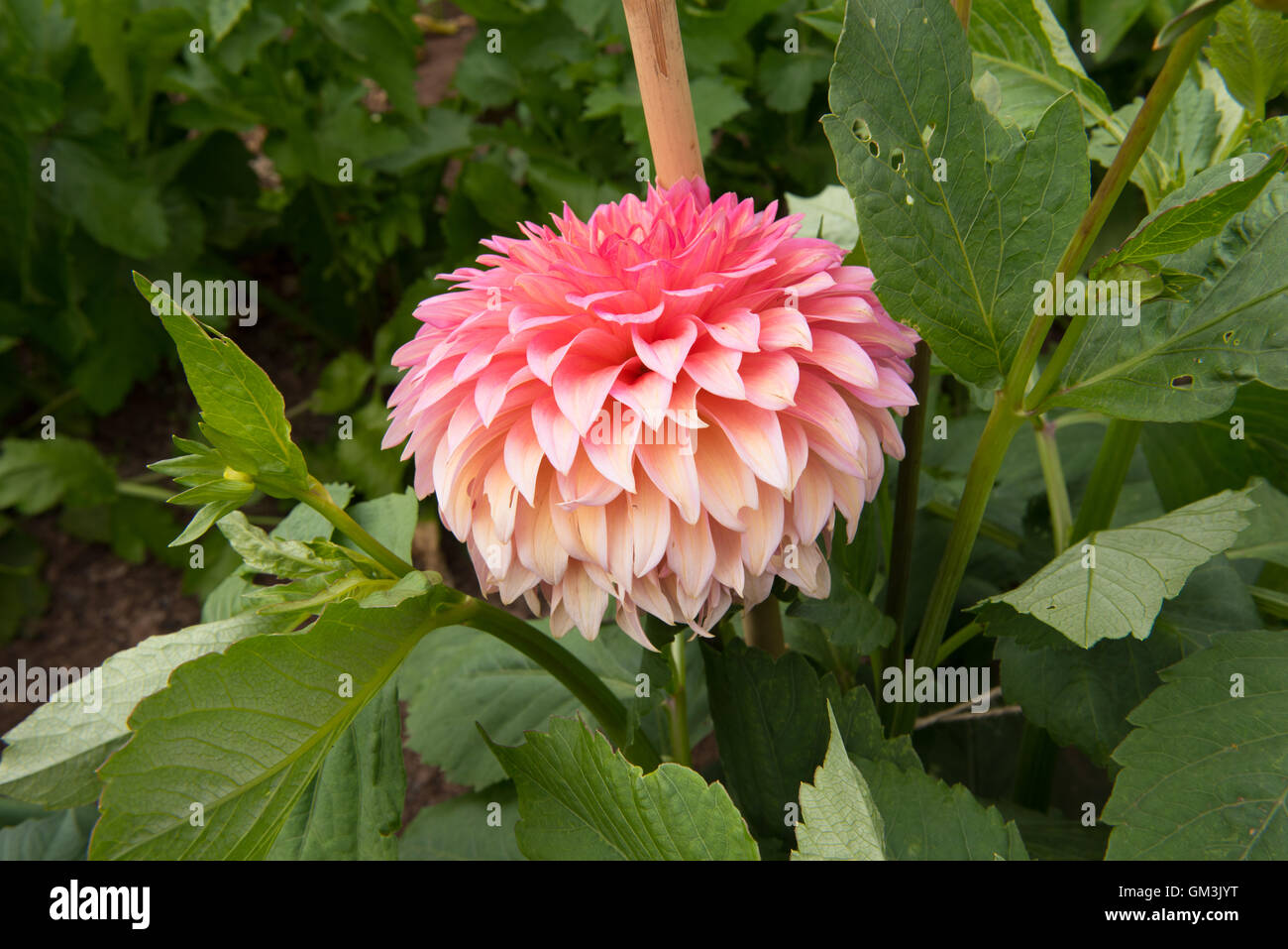 Lisa flower hi-res stock photography and images - Alamy