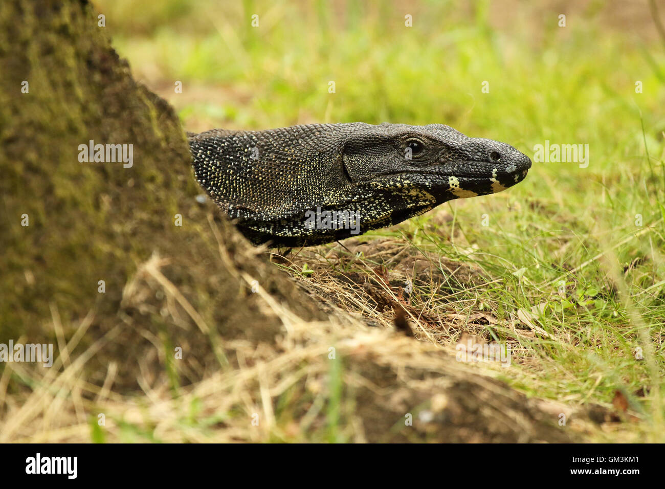 A Monitor Lizard peeking out from behind a tree Stock Photo - Alamy