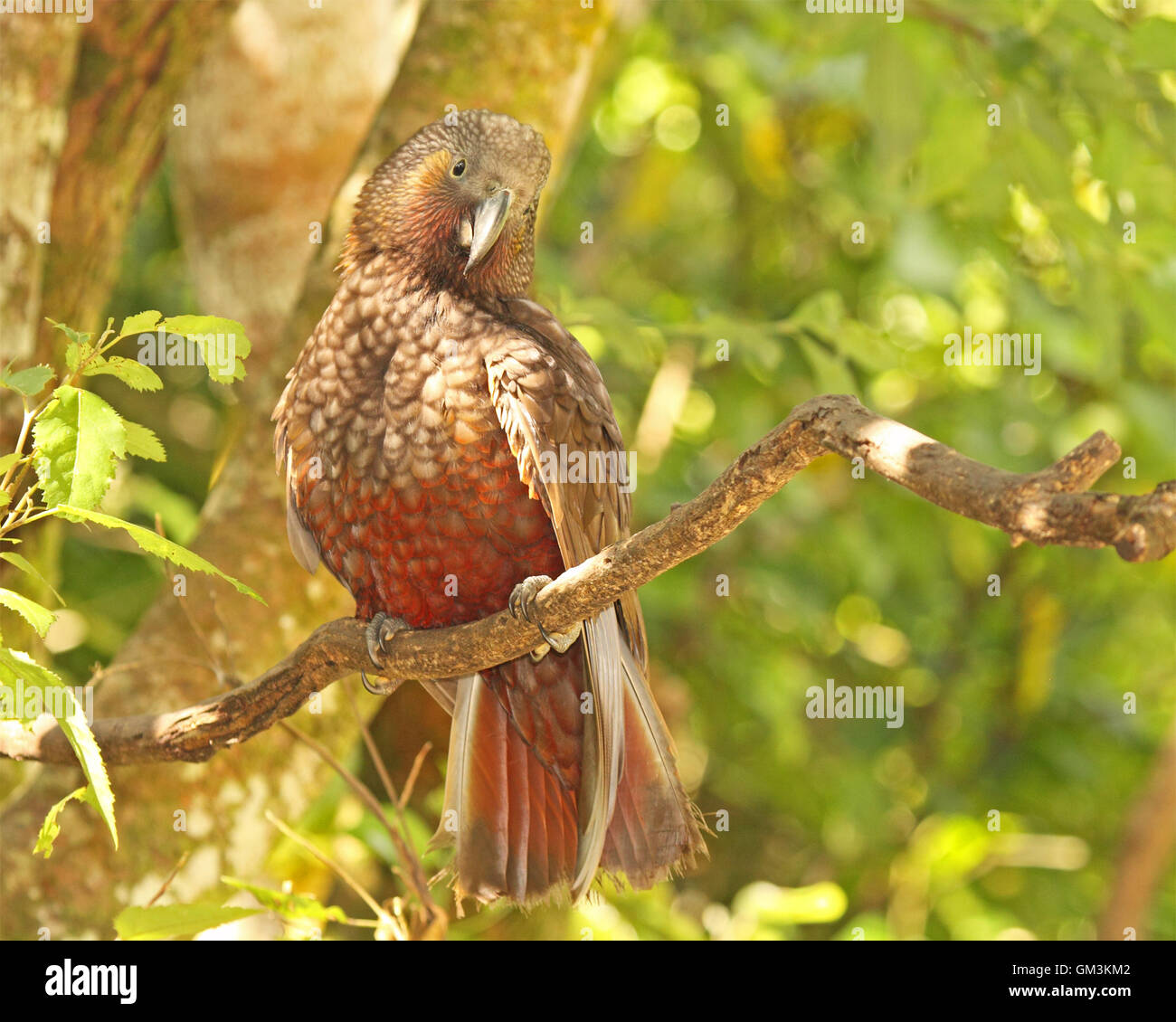 A Kaka looking in Stock Photo - Alamy
