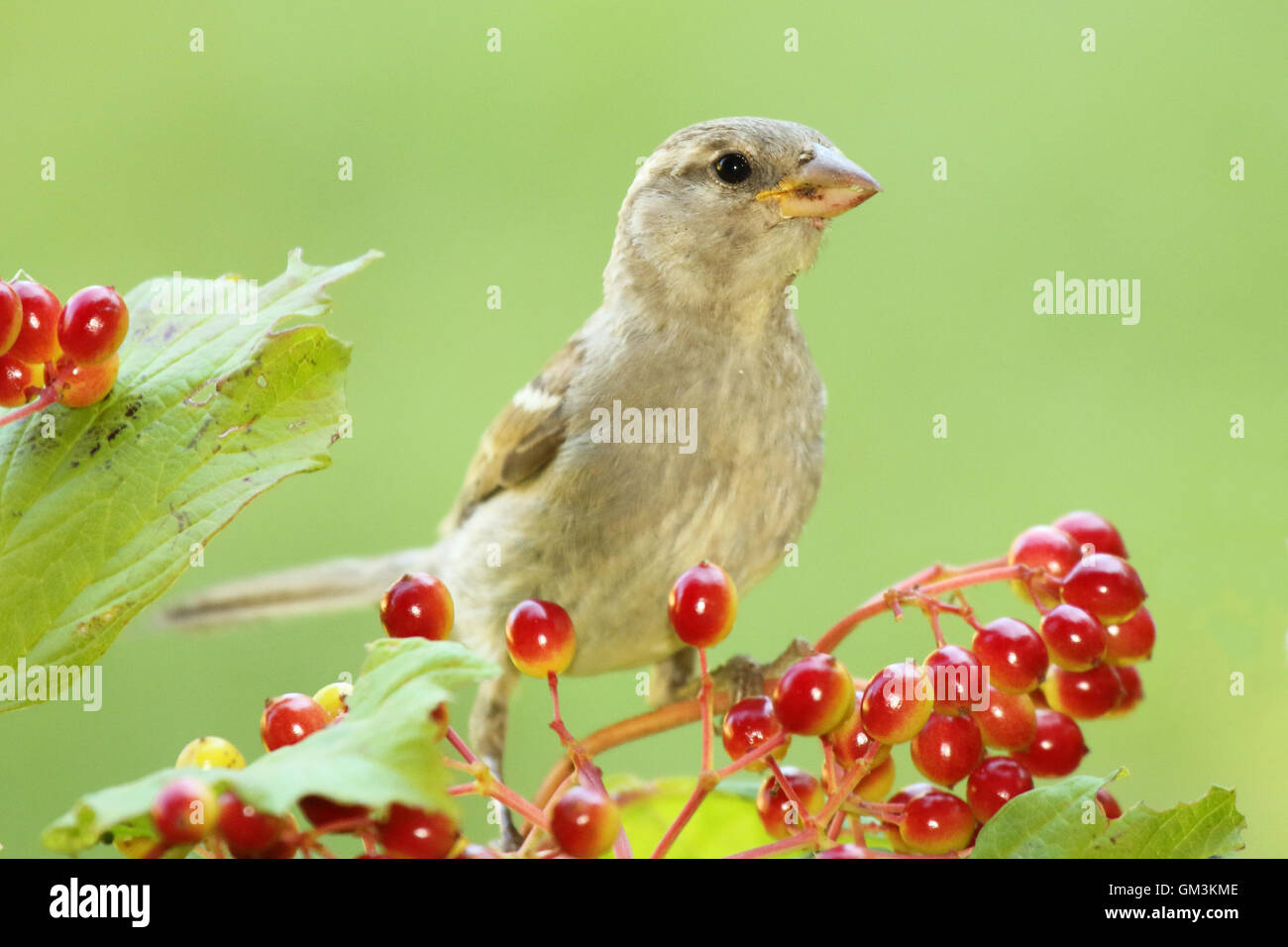 Pretty sparrow hi-res stock photography and images - Alamy