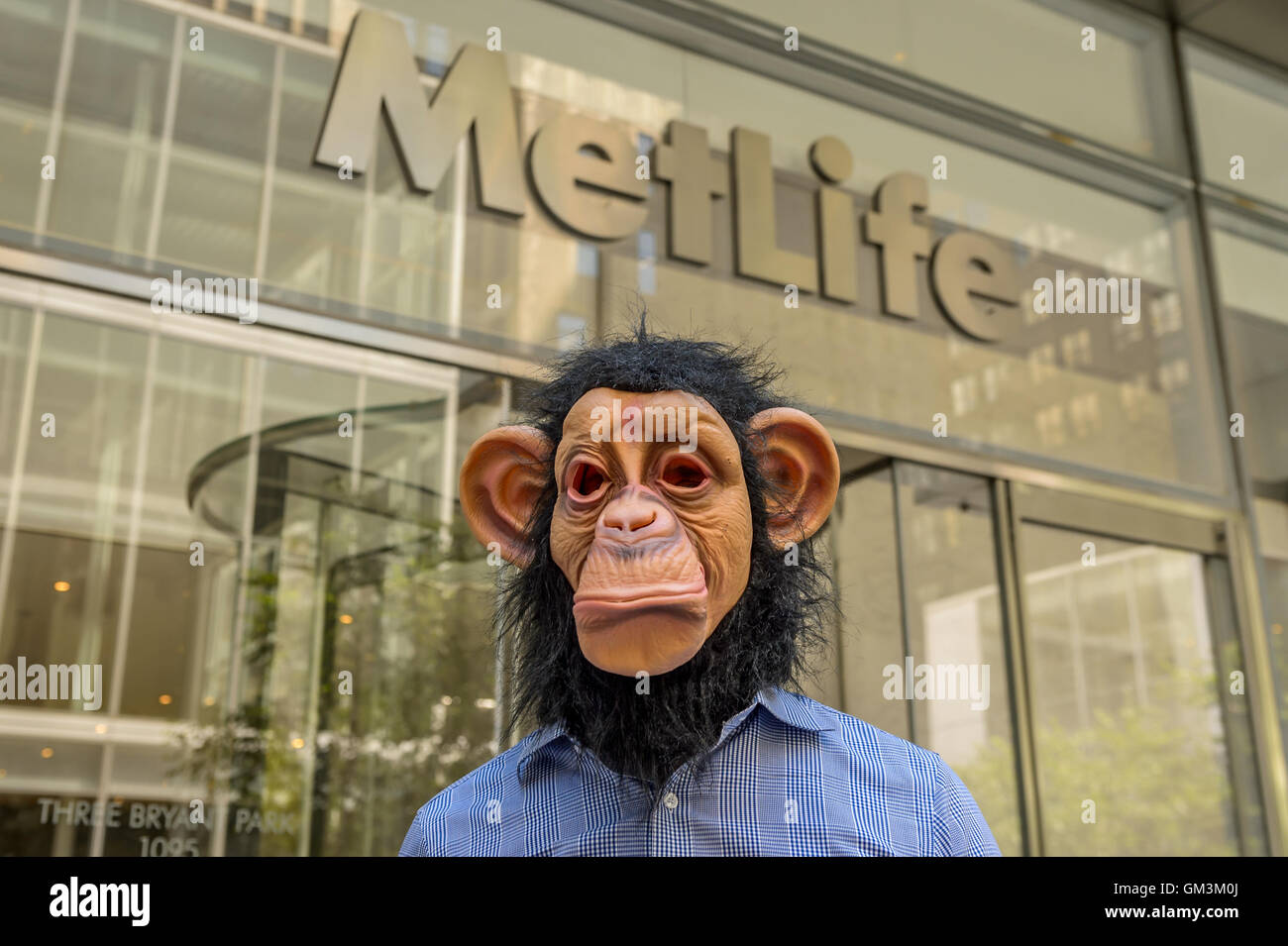 New York, United States. 23rd Aug, 2016. NYCLASS, Animals Battalion and ...