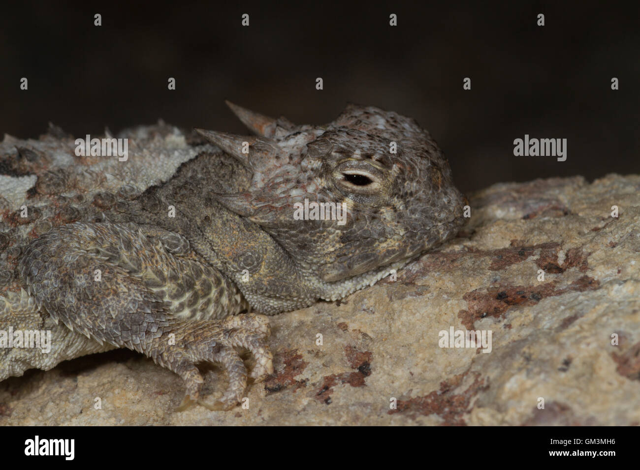 Nevada fauna hi-res stock photography and images - Alamy