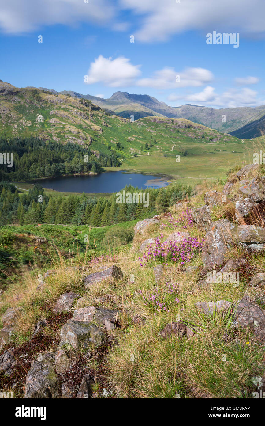 Blea Tarn, Lake District Stock Photo - Alamy