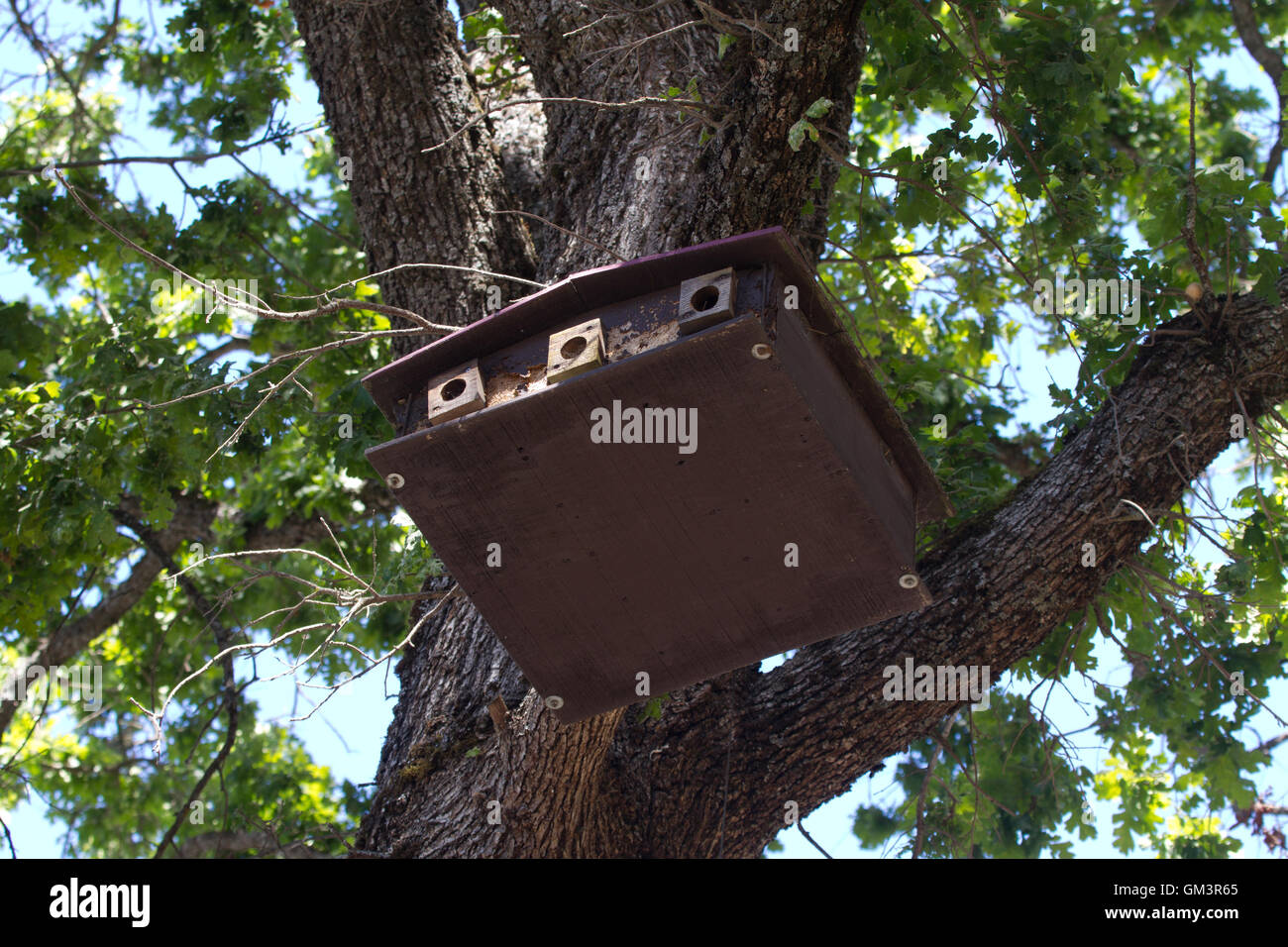 Large communal nest box in tree. California. USA Stock Photo - Alamy