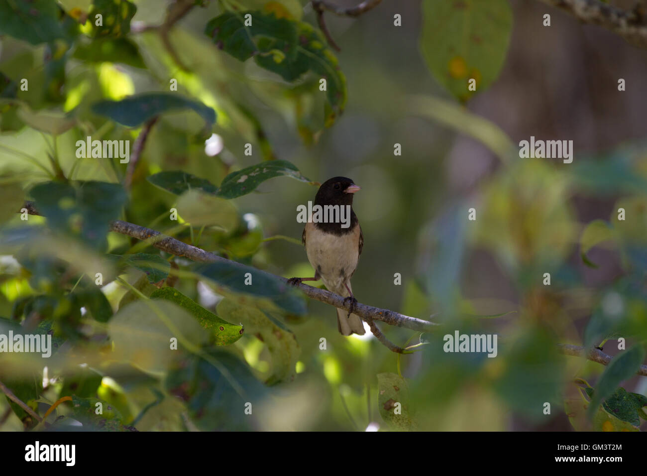 Small bird in tree. California. USA Stock Photo - Alamy