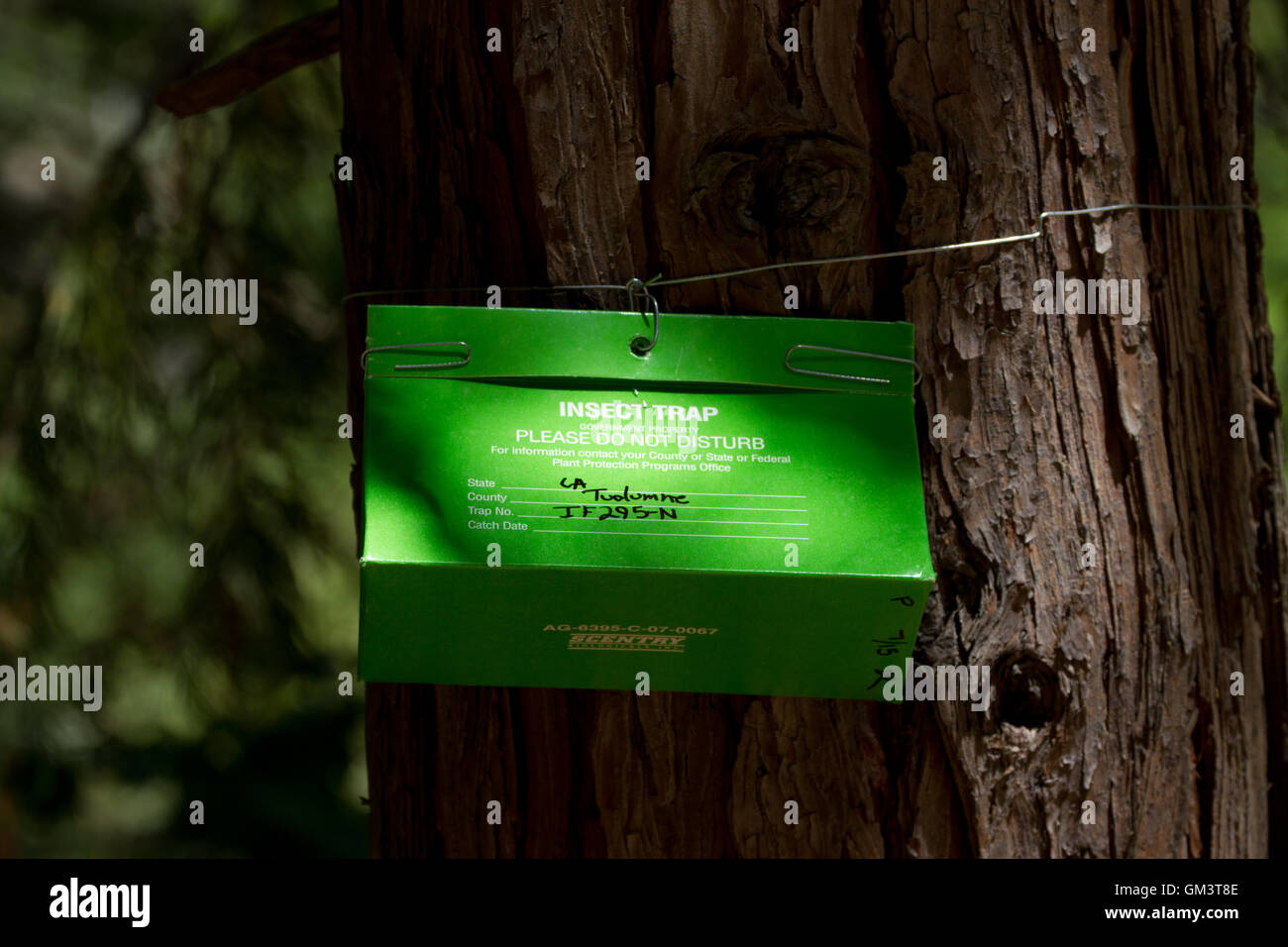 Insect trap set on tree trunk. California. USA Stock Photo - Alamy