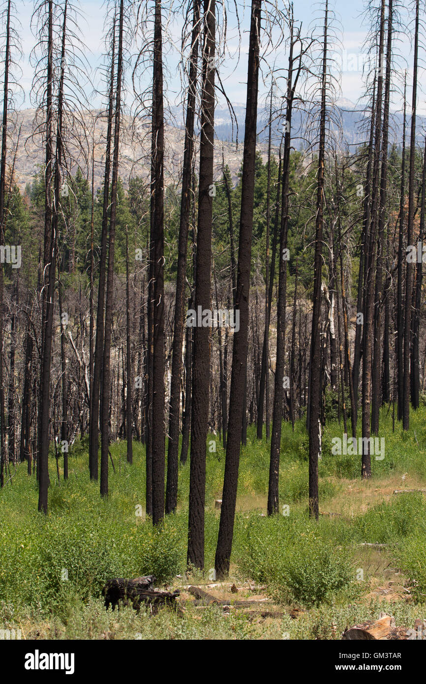 Blackened tree trunks hi-res stock photography and images - Alamy