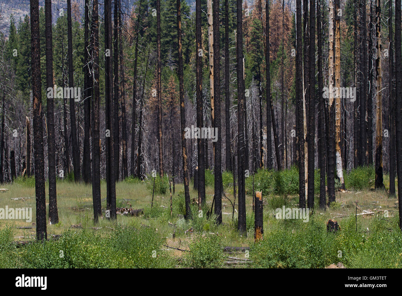 Blackened tree trunks california hi-res stock photography and images ...