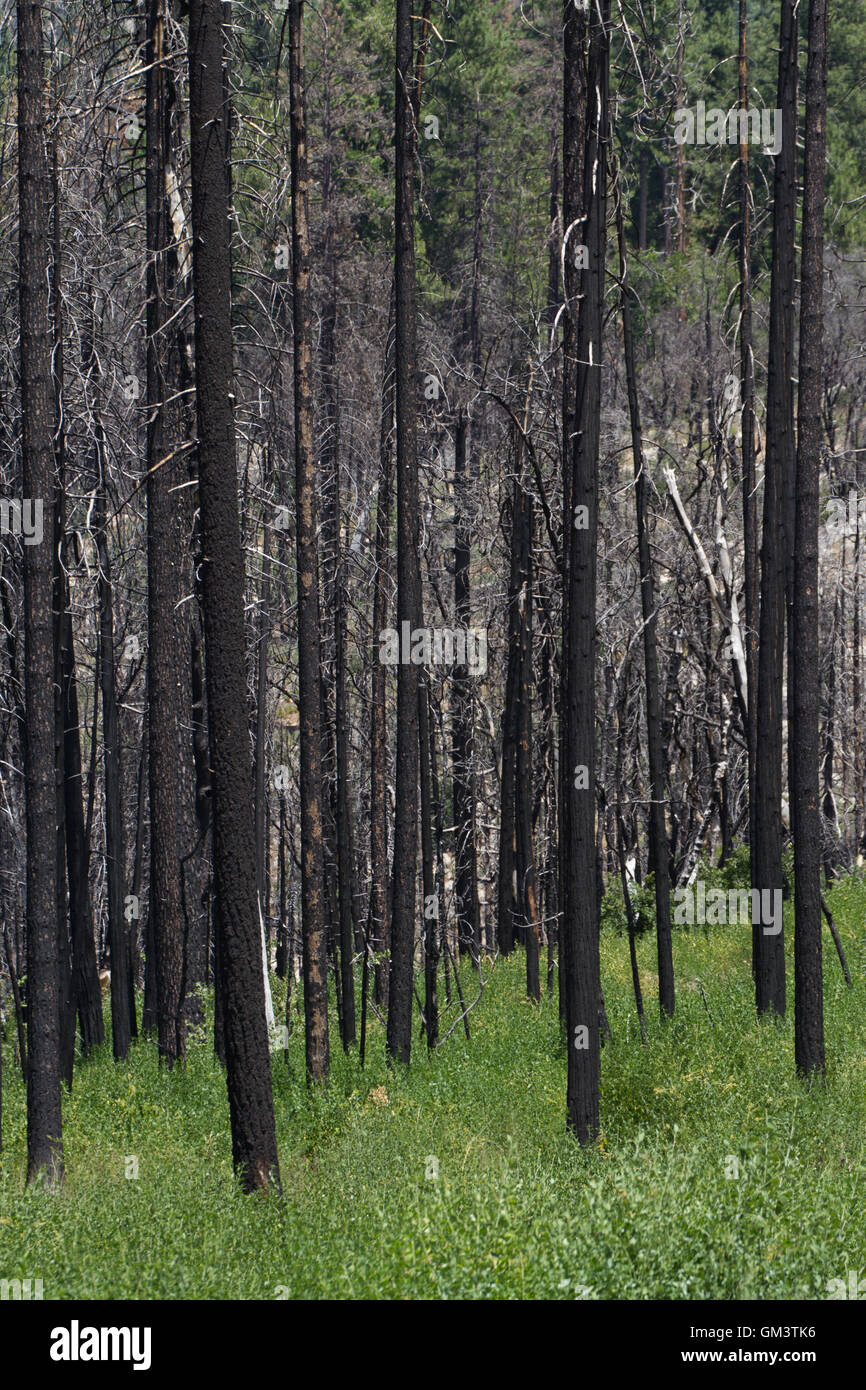 Blackened Tree Trunks High Resolution Stock Photography and Images - Alamy
