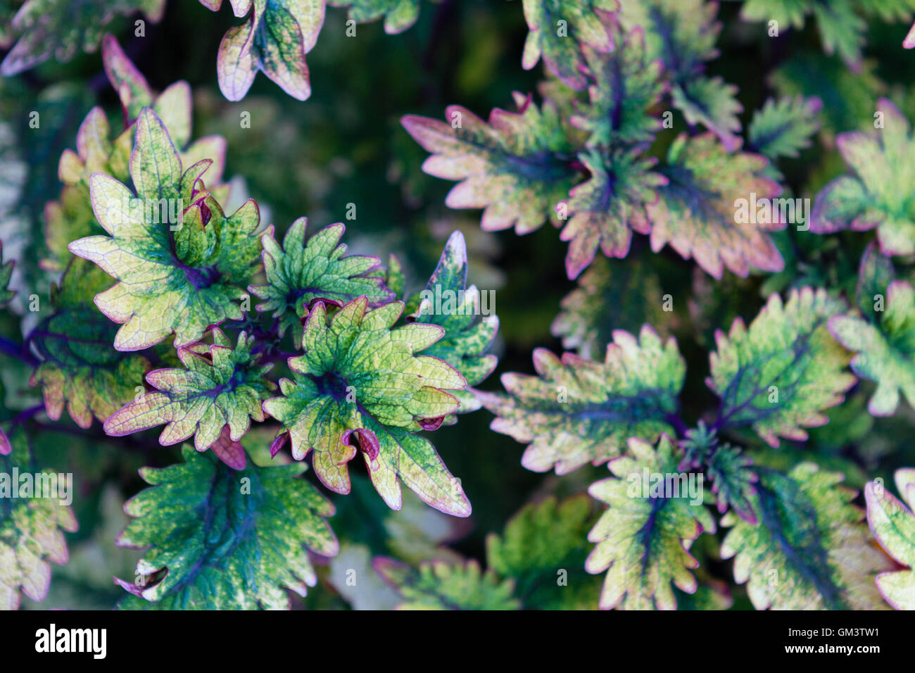 Variegated leaves on plants in garden Stock Photo - Alamy