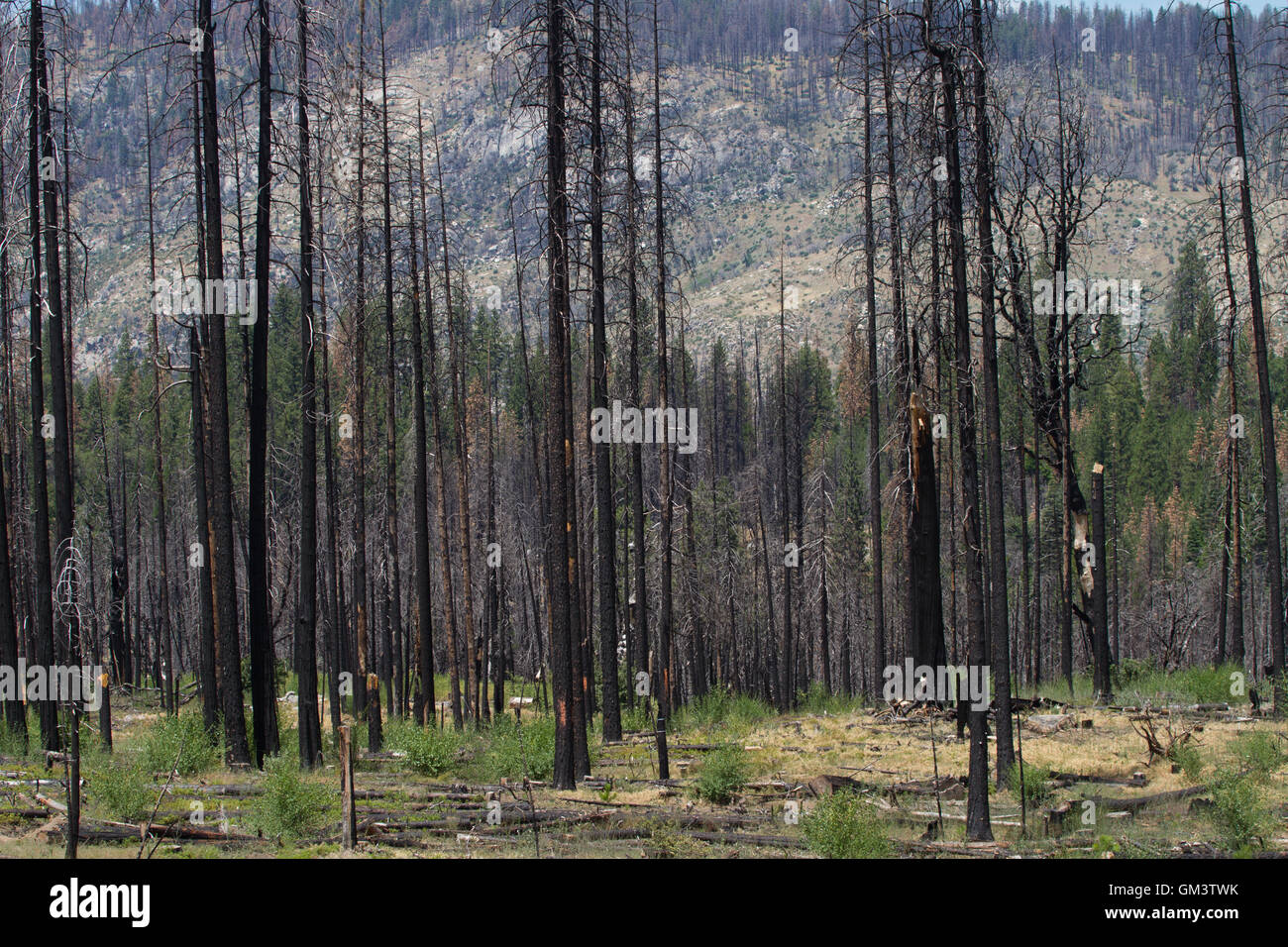 Blackened tree trunks california hi-res stock photography and images ...