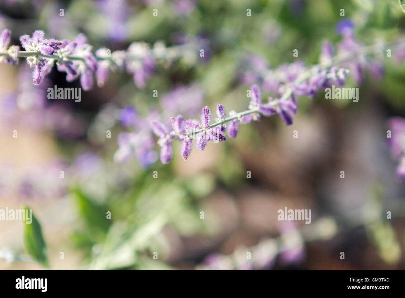 Lavender close up Stock Photo - Alamy