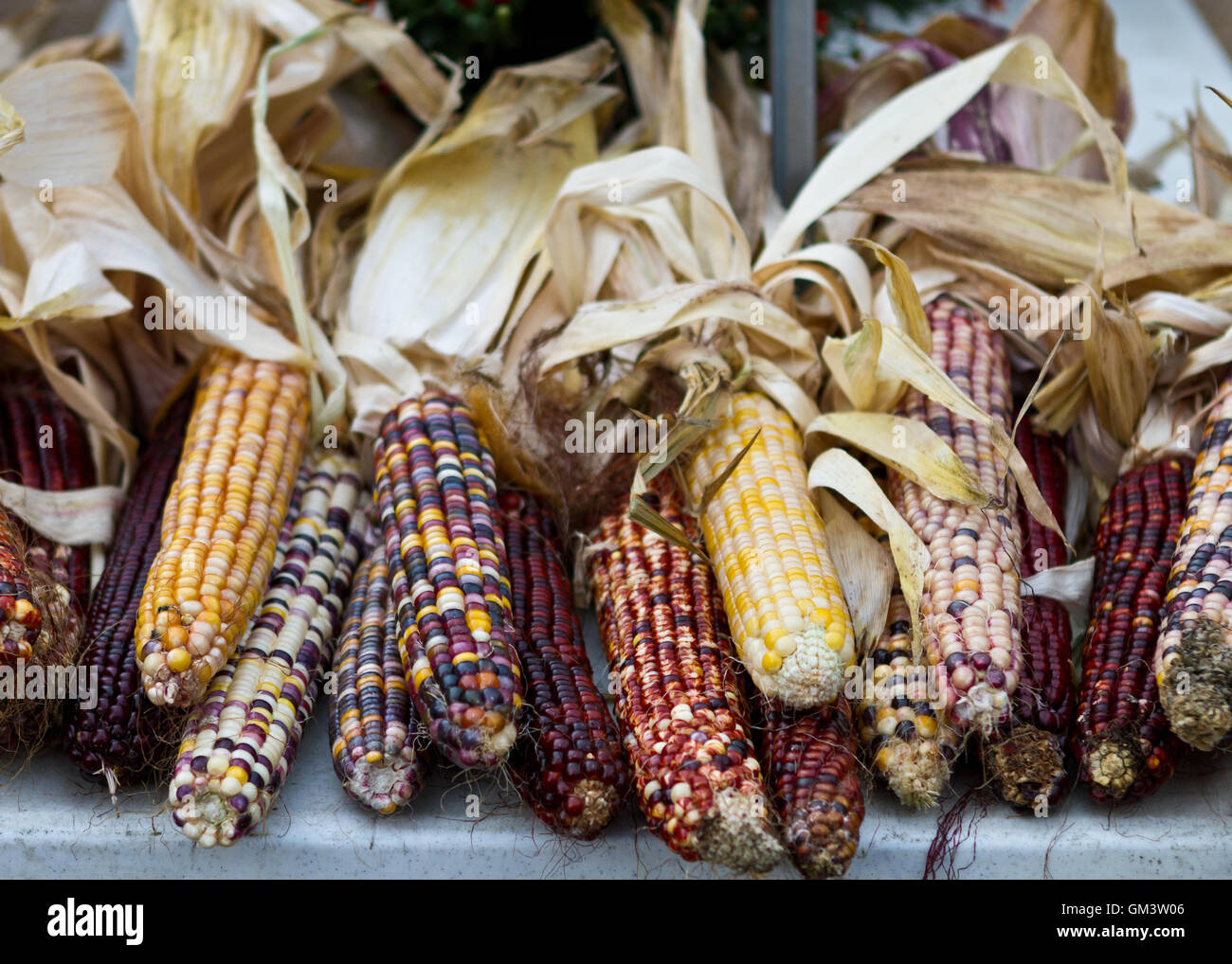Stack of dried Indian corn Stock Photo - Alamy