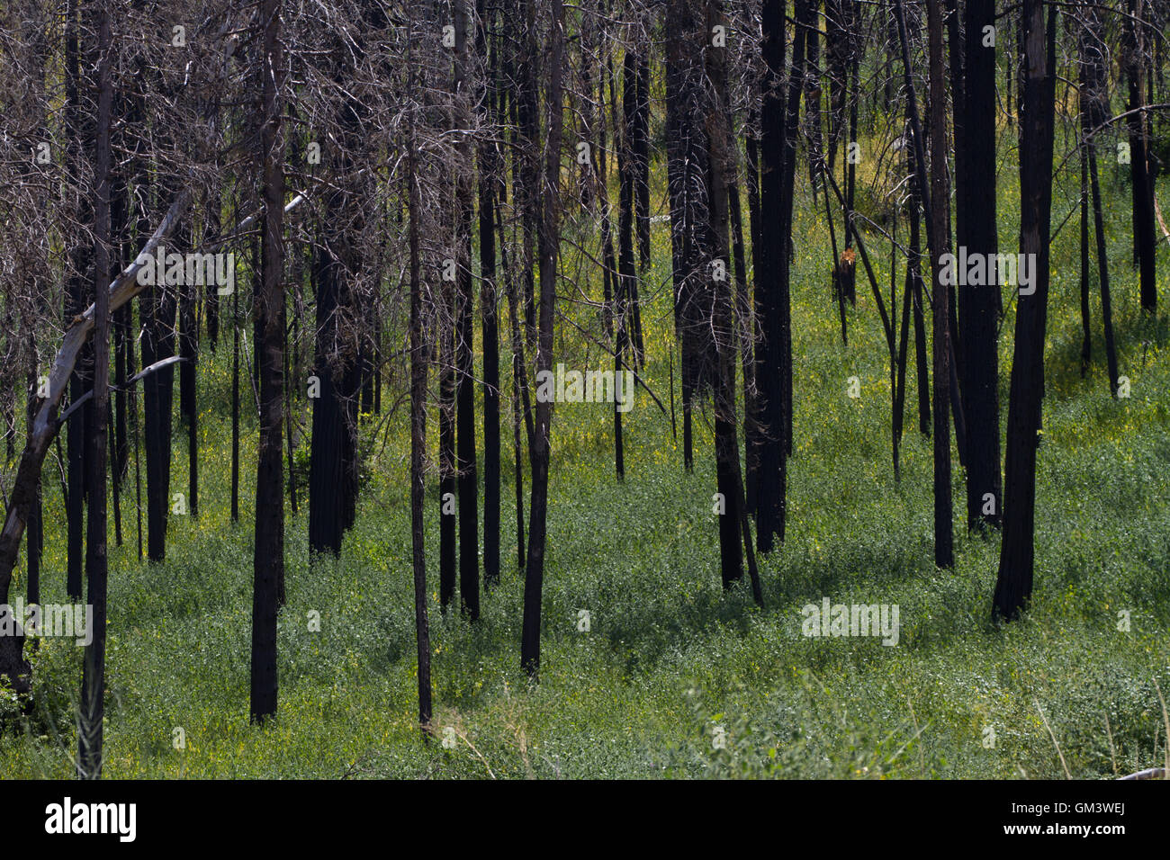 Pines trees with trunks blackened by forest fire. USA Stock Photo - Alamy